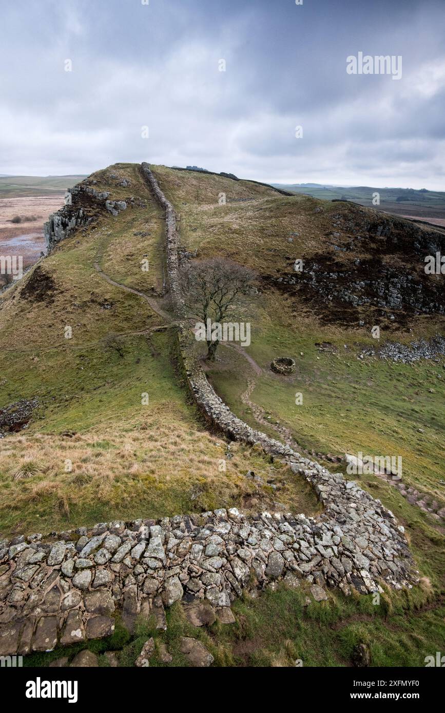 Hadrian's Wall at Sycamore Gap between Steel Rigg and Housesteads on ...