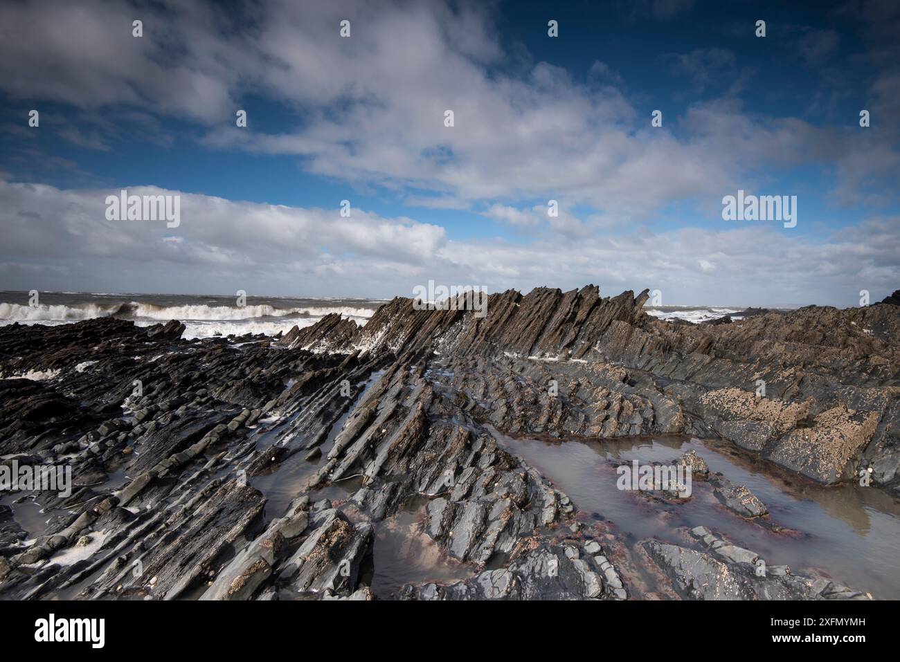 Steeply dipping beds of Silurian age turbidite sediments, Clarach Bay ...