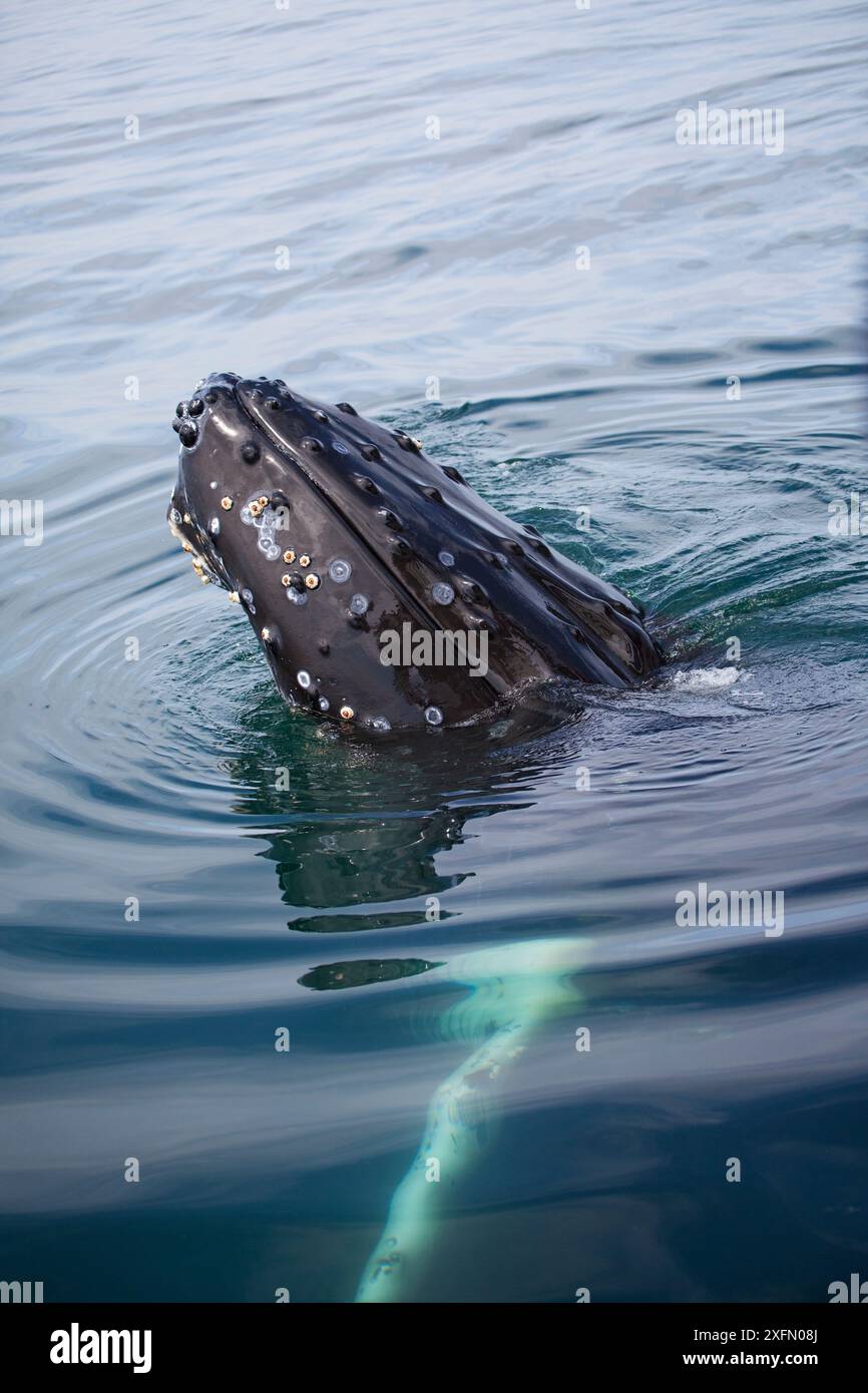 Whale watching boat heads hi-res stock photography and images - Alamy