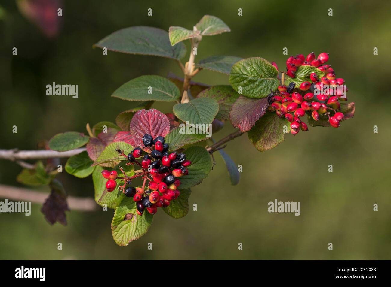 Wayfaring tree (Viburnum lantana) with berries, Broughton Down Wildlife ...
