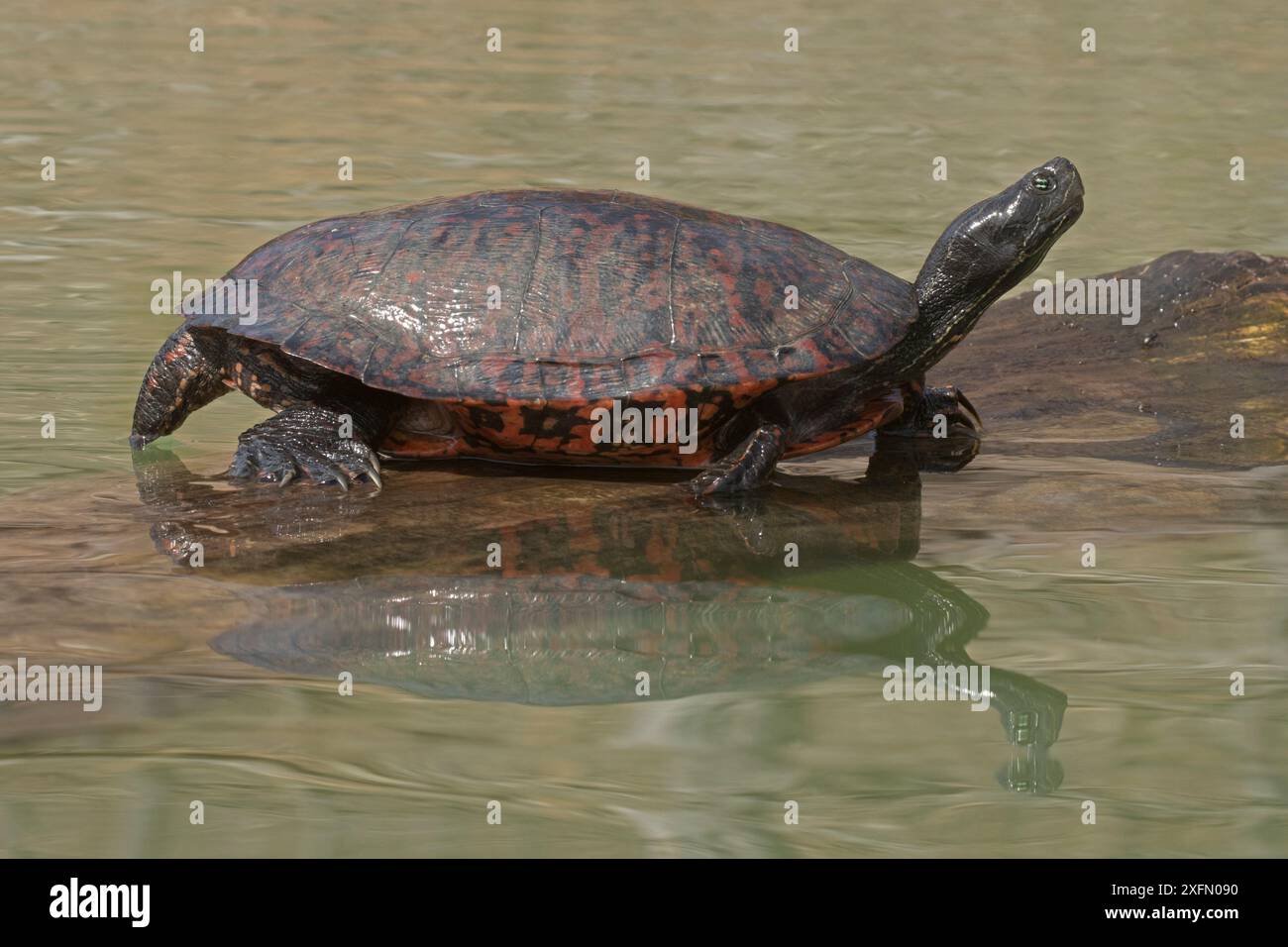 Northern red-bellied turtle (Pseudemys rubriventris) basking, Maryland ...