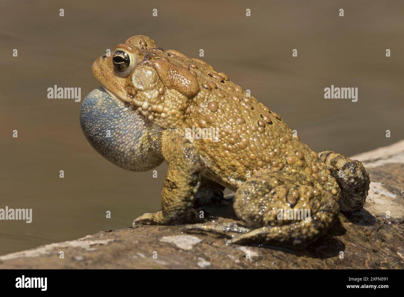 American toad (Anaxyrus americanus) male calling, vocal sac inflated ...