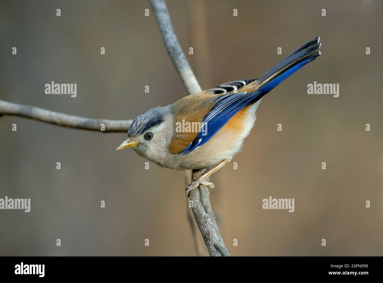 Blue wing minla (Minla cyanouroptera), photographed at Corbett National ...