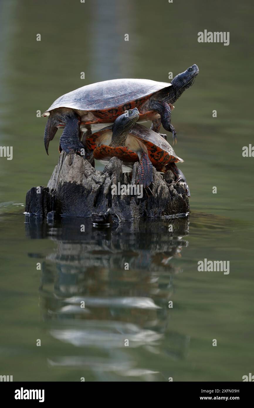 Northern red-bellied turtles (Pseudemys rubriventris) basking, Maryland ...