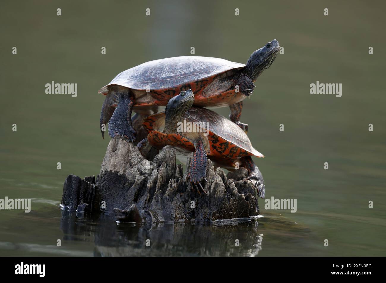 Northern red-bellied turtles (Pseudemys rubriventris) basking, Maryland ...