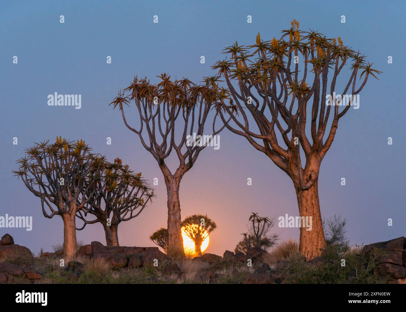 Quiver trees (Aloe dichotoma) with full moon rising, Namib Desert ...