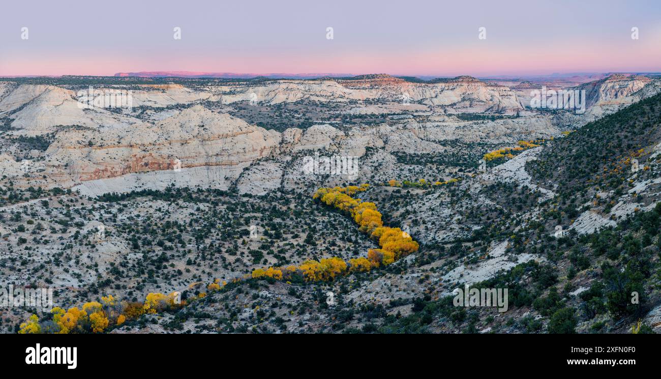 Cottonwood (Populus fremontii) trees in autumn at sunset, forming a ...