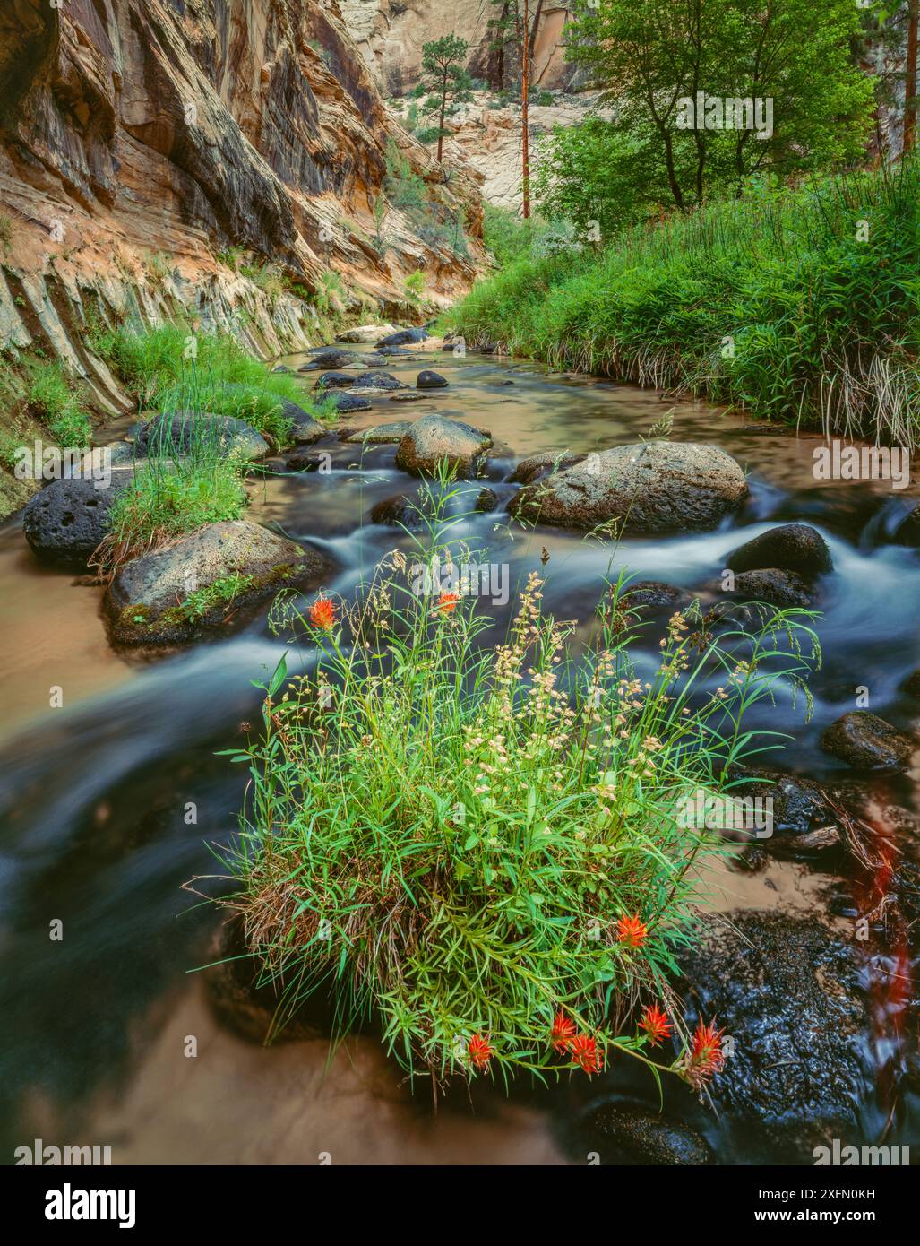 Indian paintbrush (Castilleja sp.) flowers amid boulders in a stream ...