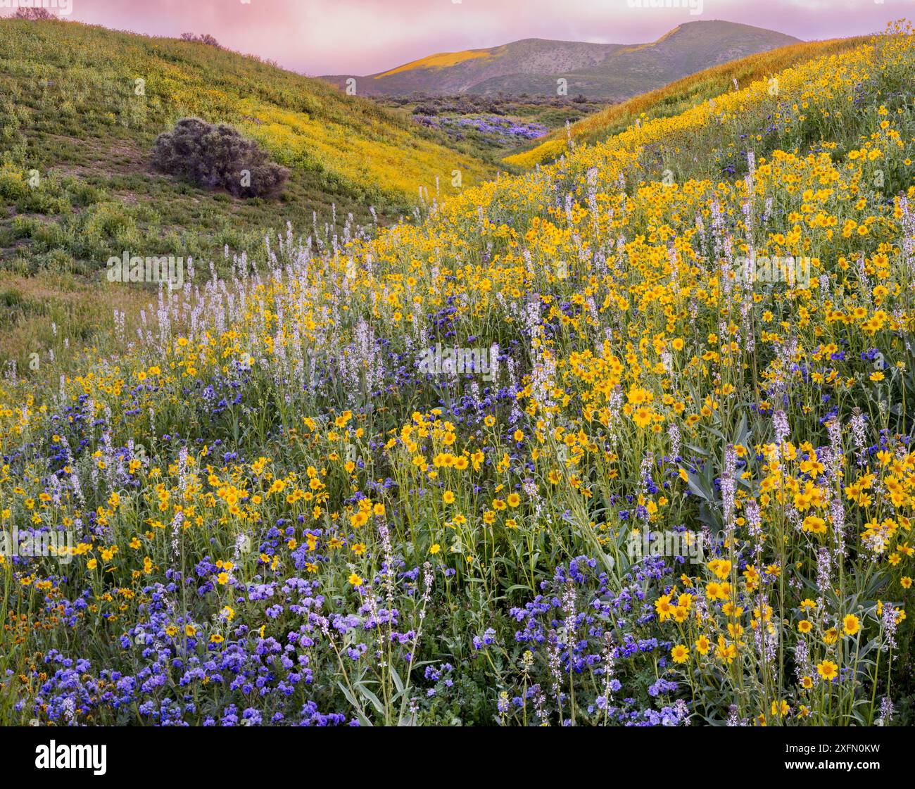 Mass wildflower display Lanceleaf monolopia (Monolopia lanceolata ...