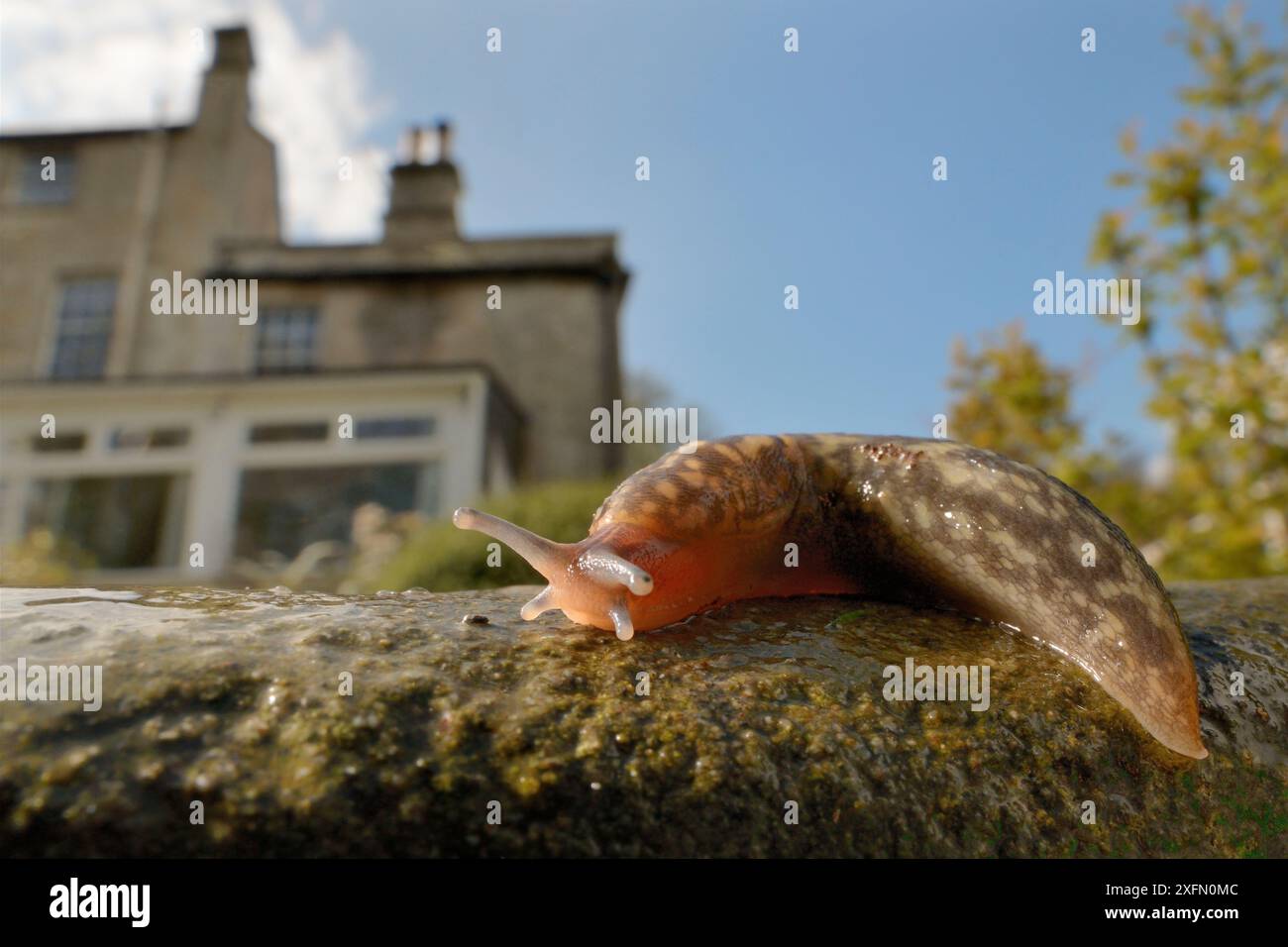 Irish yellow slug (Limacus maculatus) crawling over garden steps after ...