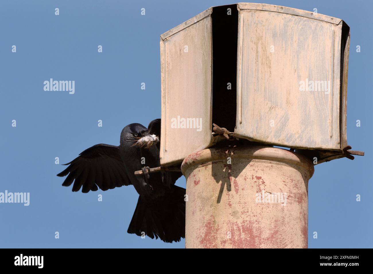 Jackdaw (Corvus monedula) flying to a chimney it is nesting in with ...
