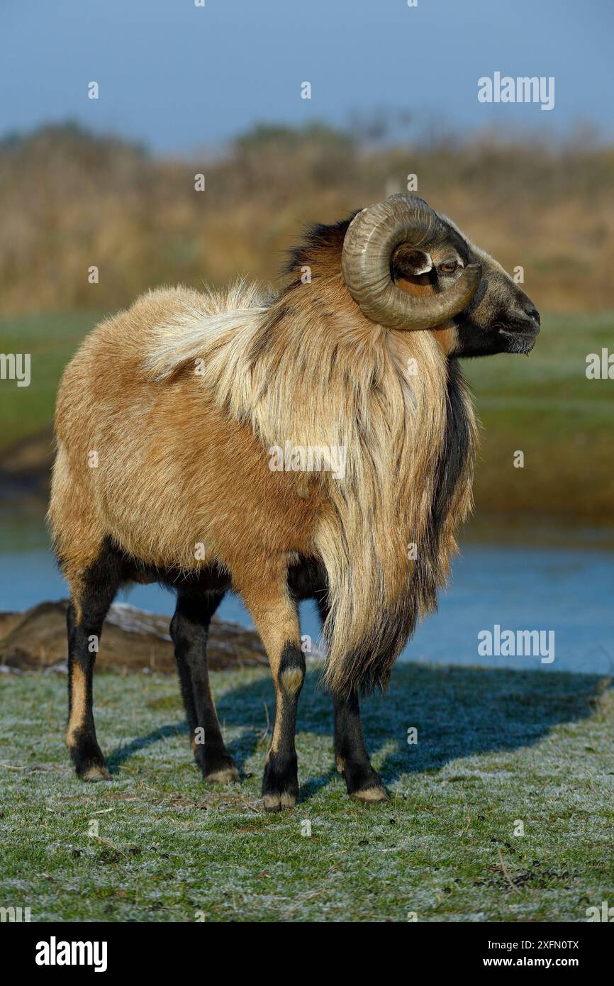 Cameroon ram, Marsh of Ile d'Olonne, Vendee, France, January Stock ...