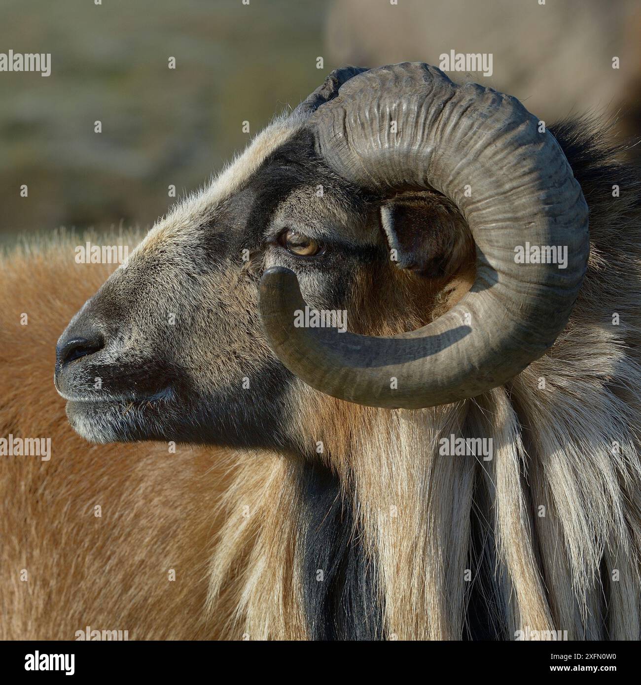 Cameroon ram portrait, Marsh of Ile d'Olonne, Vendee, France, January ...