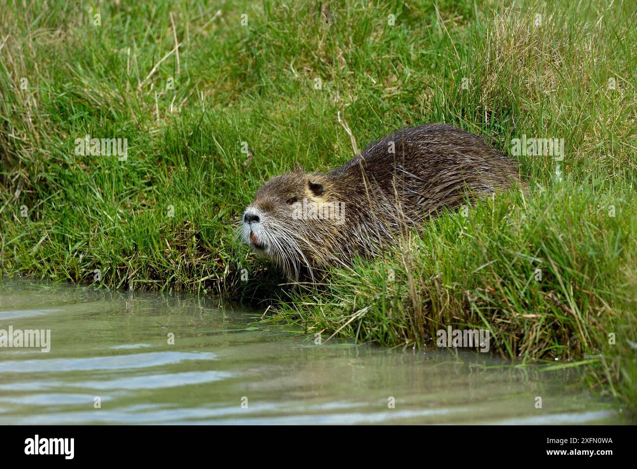 Coypu (Myocastor coypus) in grassland, Marais Breton, VendÃ©e, France ...