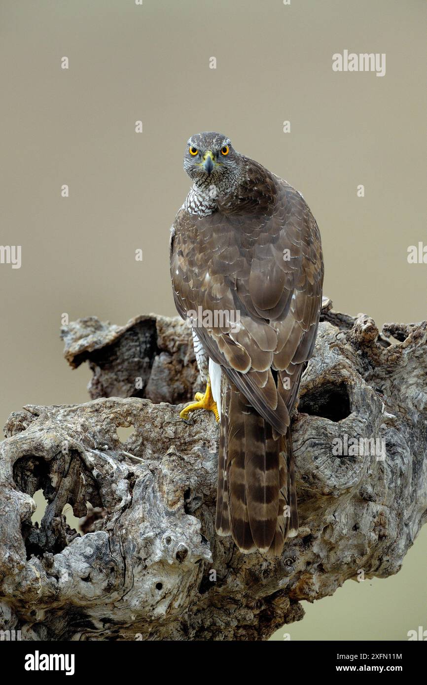 Animals look over shoulder hi-res stock photography and images - Alamy