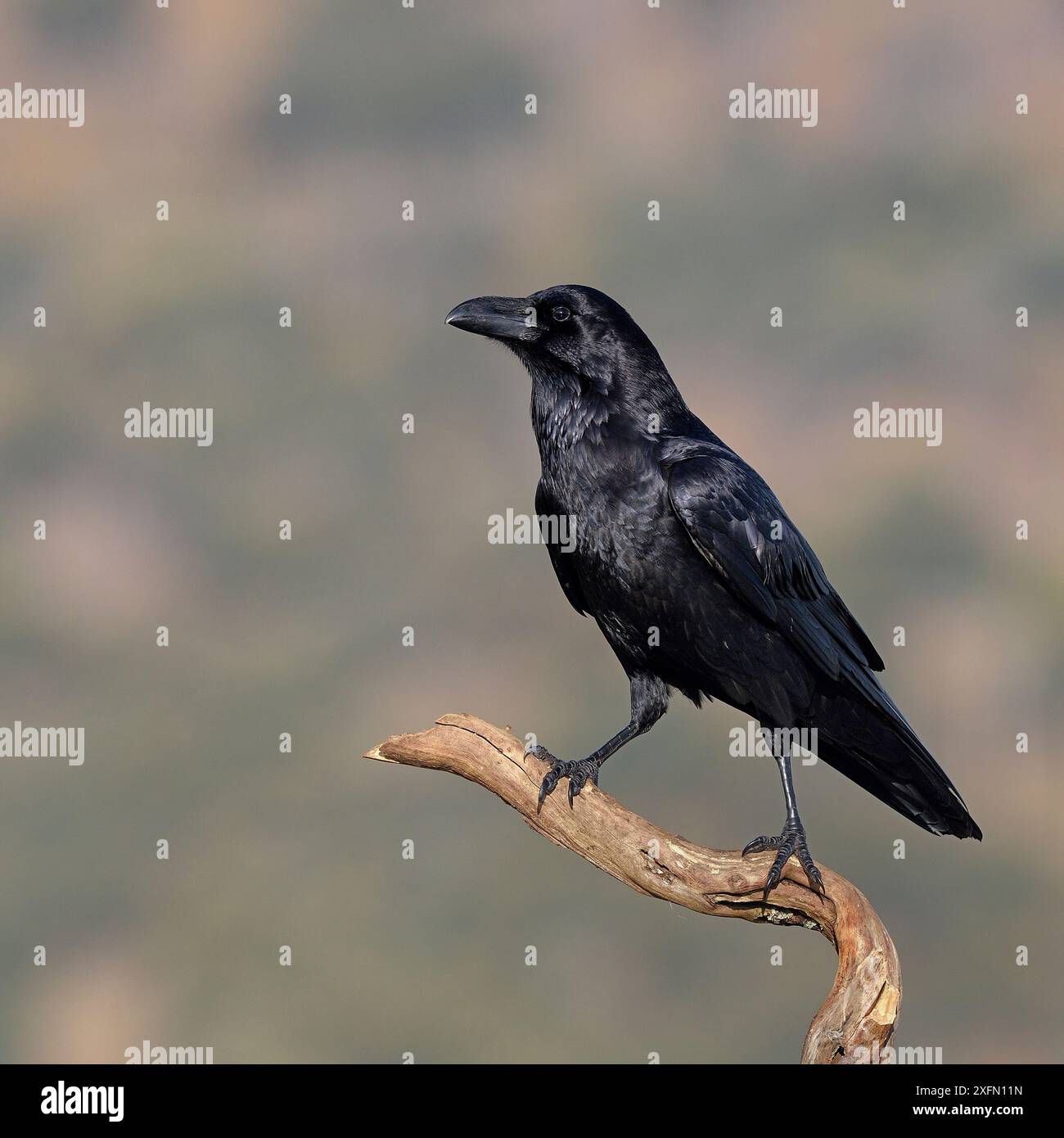 Raven portraits hi-res stock photography and images - Alamy