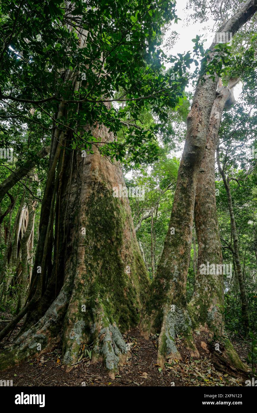 Strangler fig growing over Hoop Pine tree(Araucaria cunninghamii) in ...