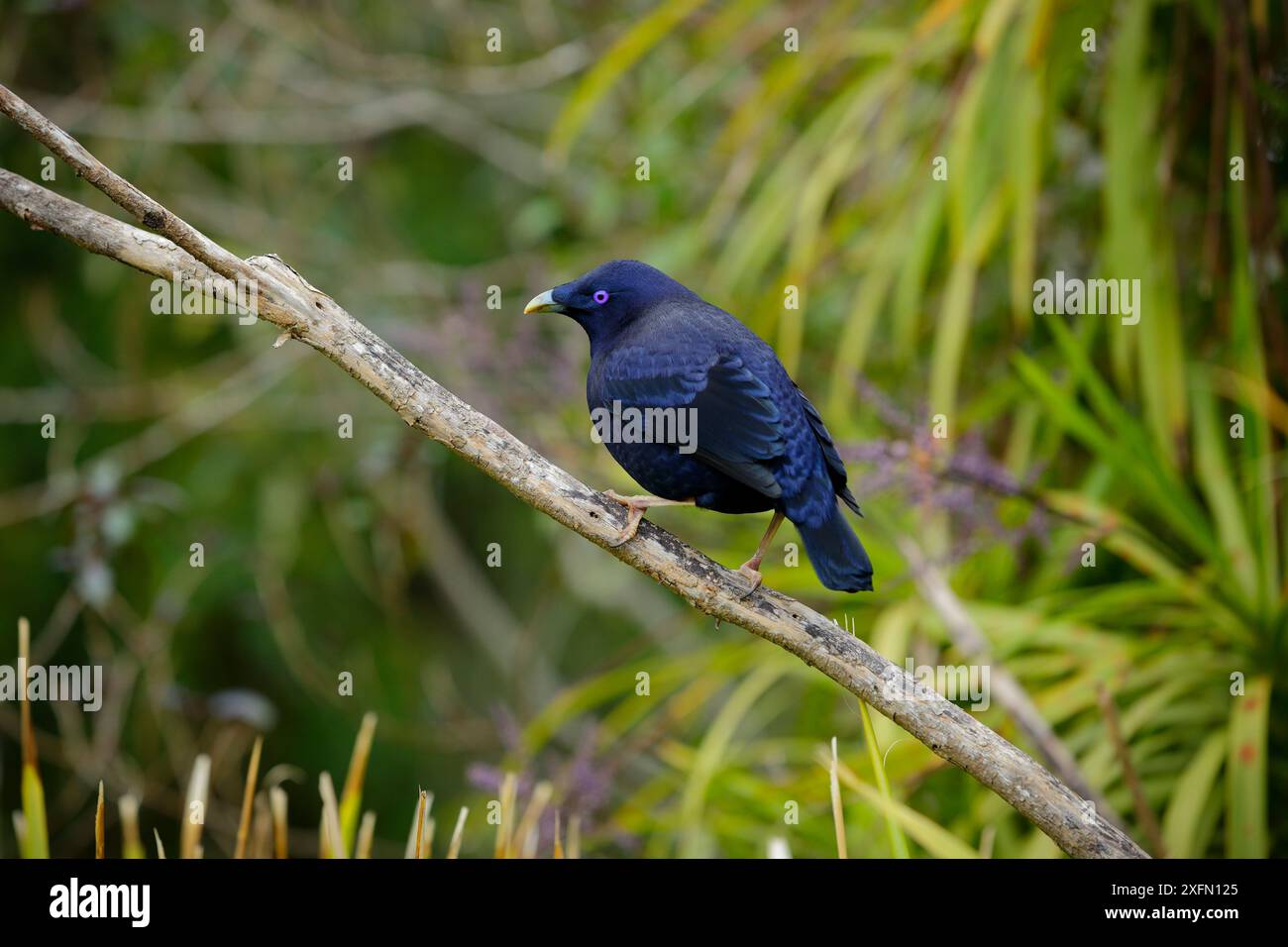 Satin bowerbird (Ptilonorhynchus violaceus), Green Mountains rainforest ...