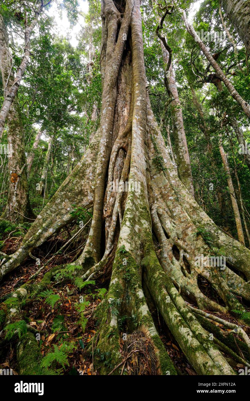 Strangler fig (Ficus sp) growing over Hoop Pine tree(Araucaria ...