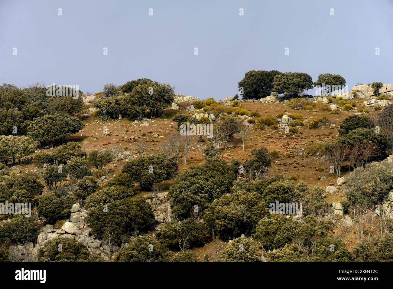 Evergreen oaks (Quercus ilex) in landscape, Real Sitio de San Ildefonso ...