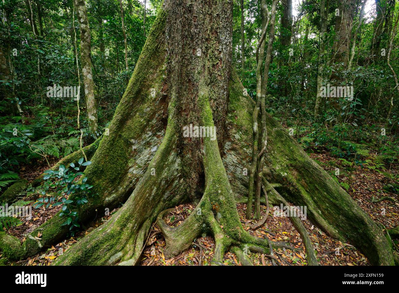 Black Booyong tree(Argyrodendron actinophyllum) in rainforest of the ...