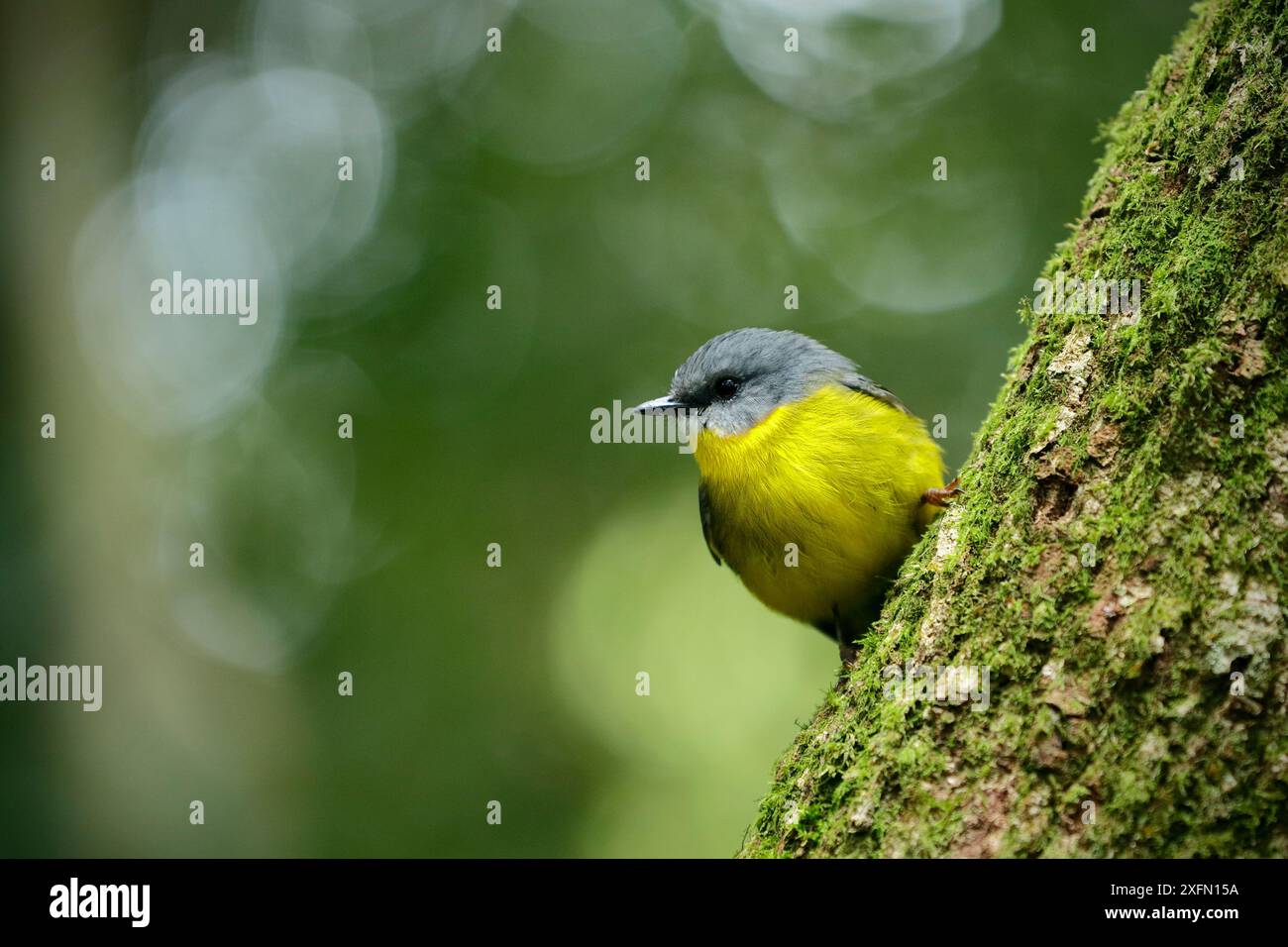 Eastern Yellow Robin (Eopsaltria australis), Green Mountains rainforest ...