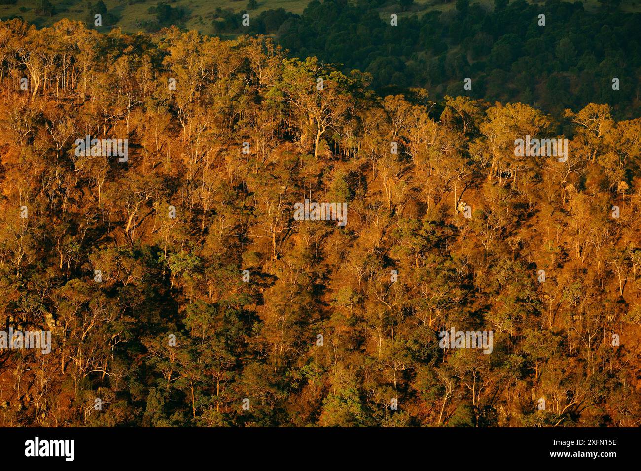 Tropical rainforest ain afternoon light from Kamarun Lookout, Green ...