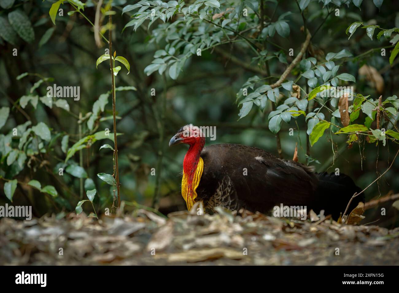 Australian Brush-turkey (Alectura lathami), male digging for food on ...