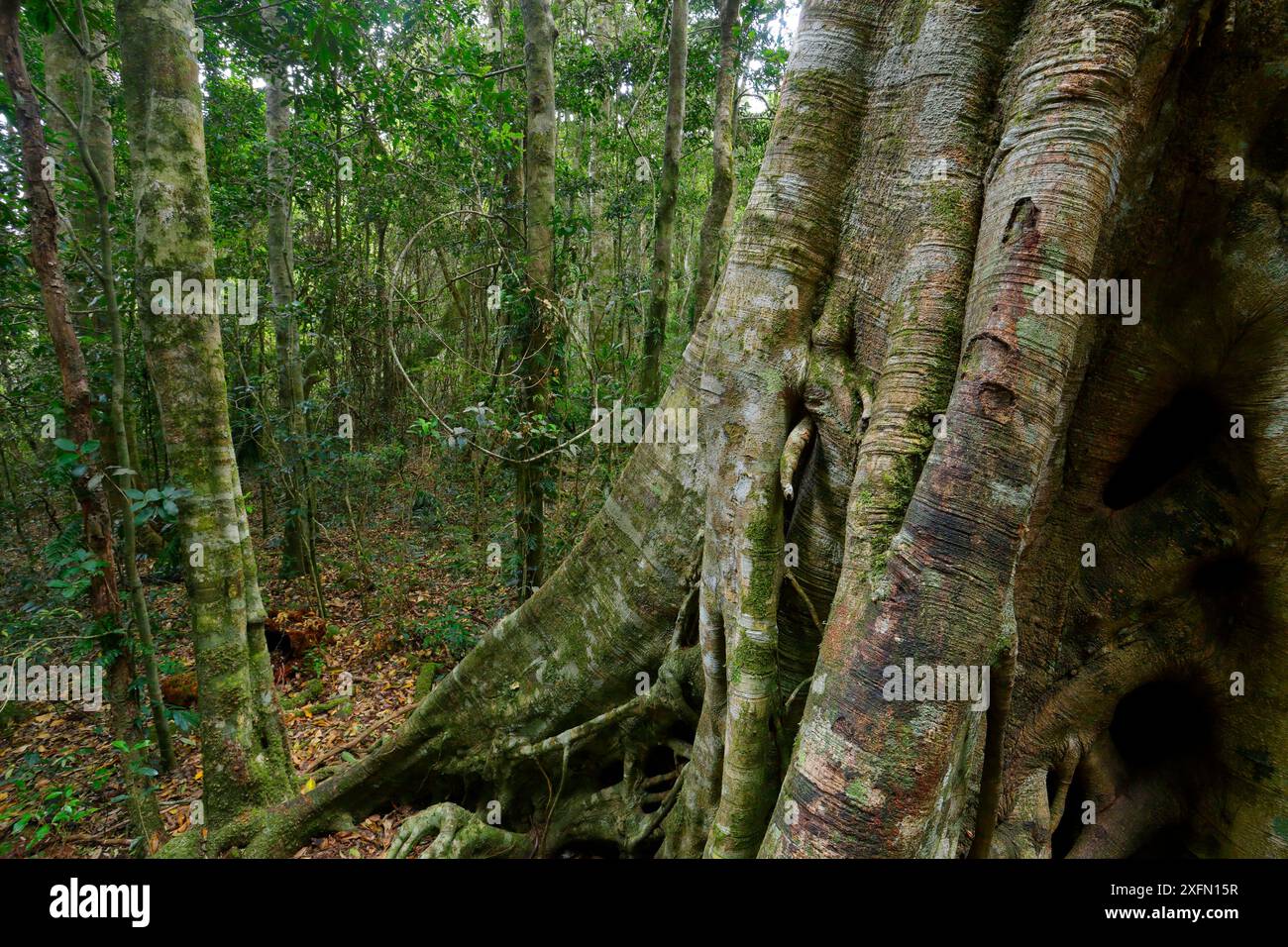 Black booyong tree (Argyrodendron actinophyllum) in rainforest of the ...
