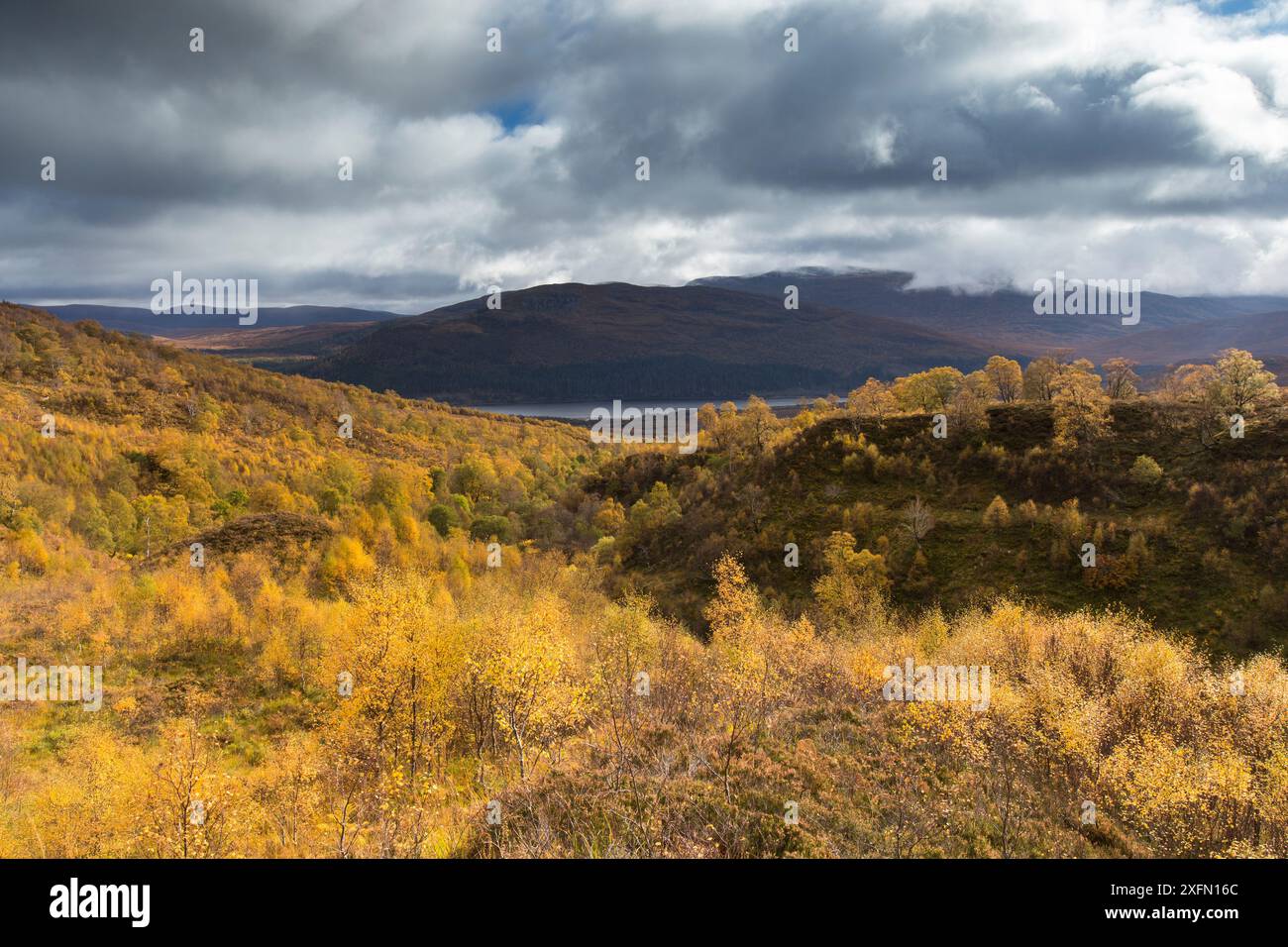 Silver birch trees in autumn in upland habitat, Creag Meagaidh National ...