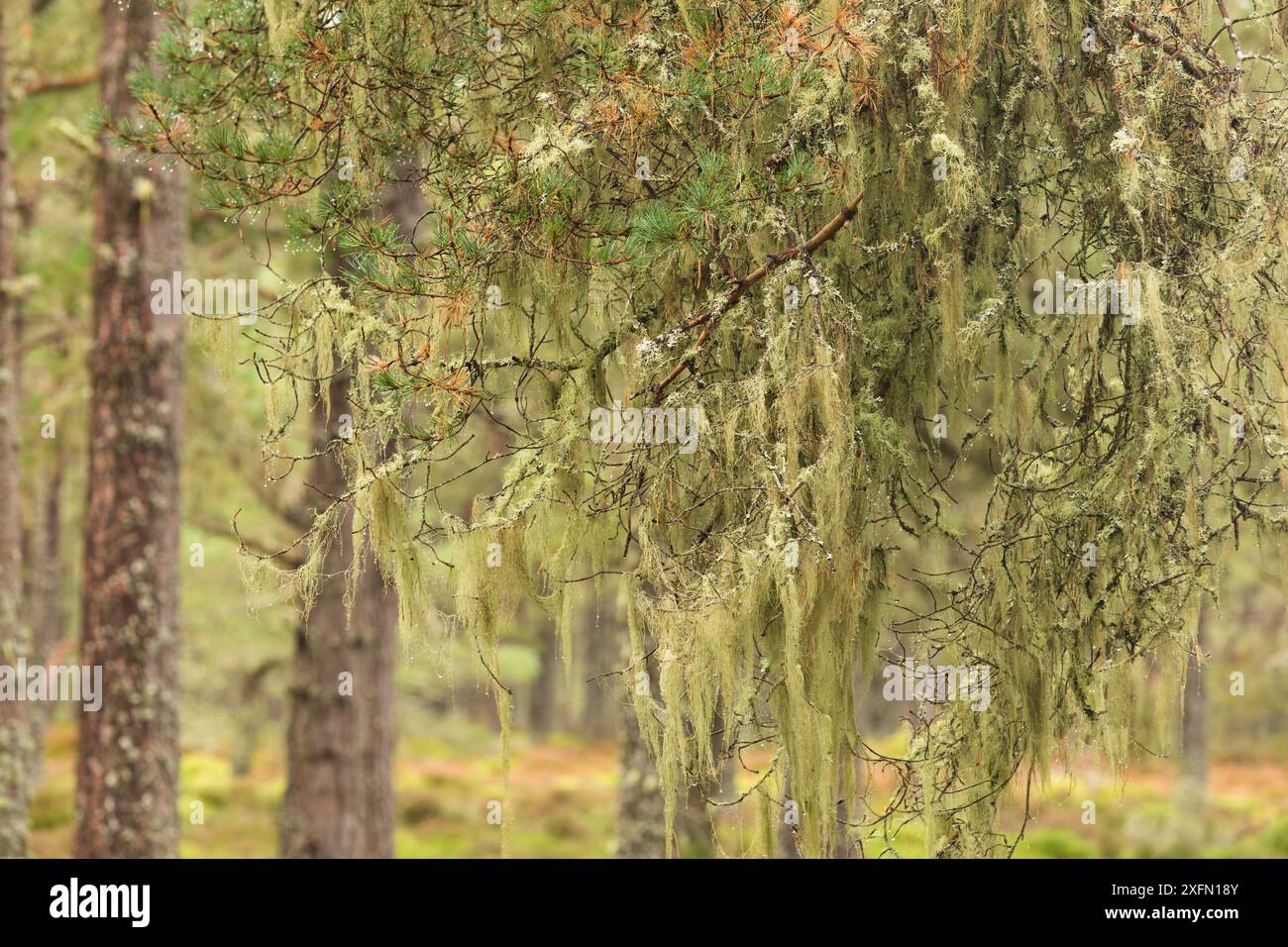 Lichens hanging from branches of Scots pine (Pinus sylvestris) tree ...