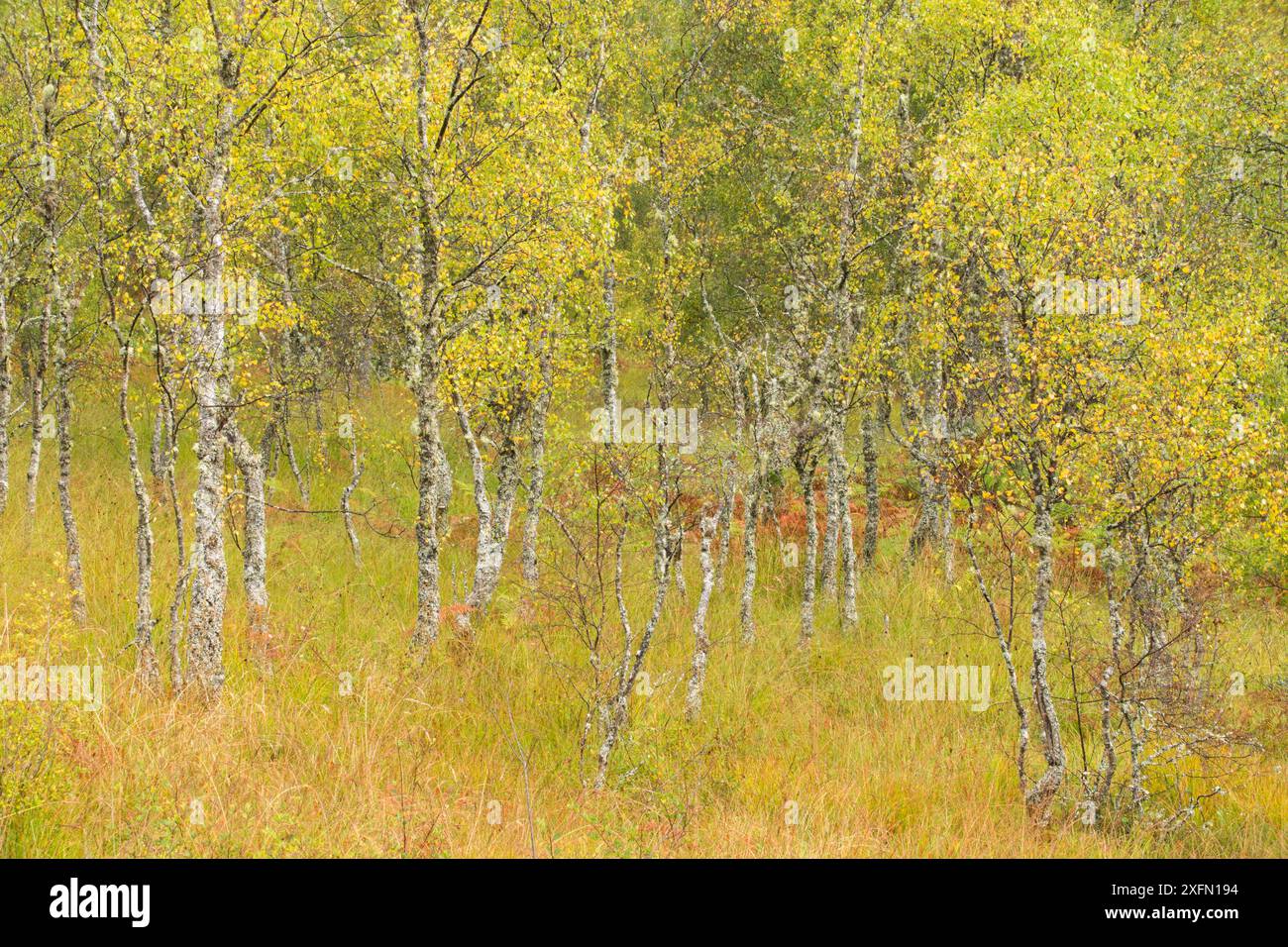 Silver birch (Betula pendula) trees in early autumn, Craigellachie ...