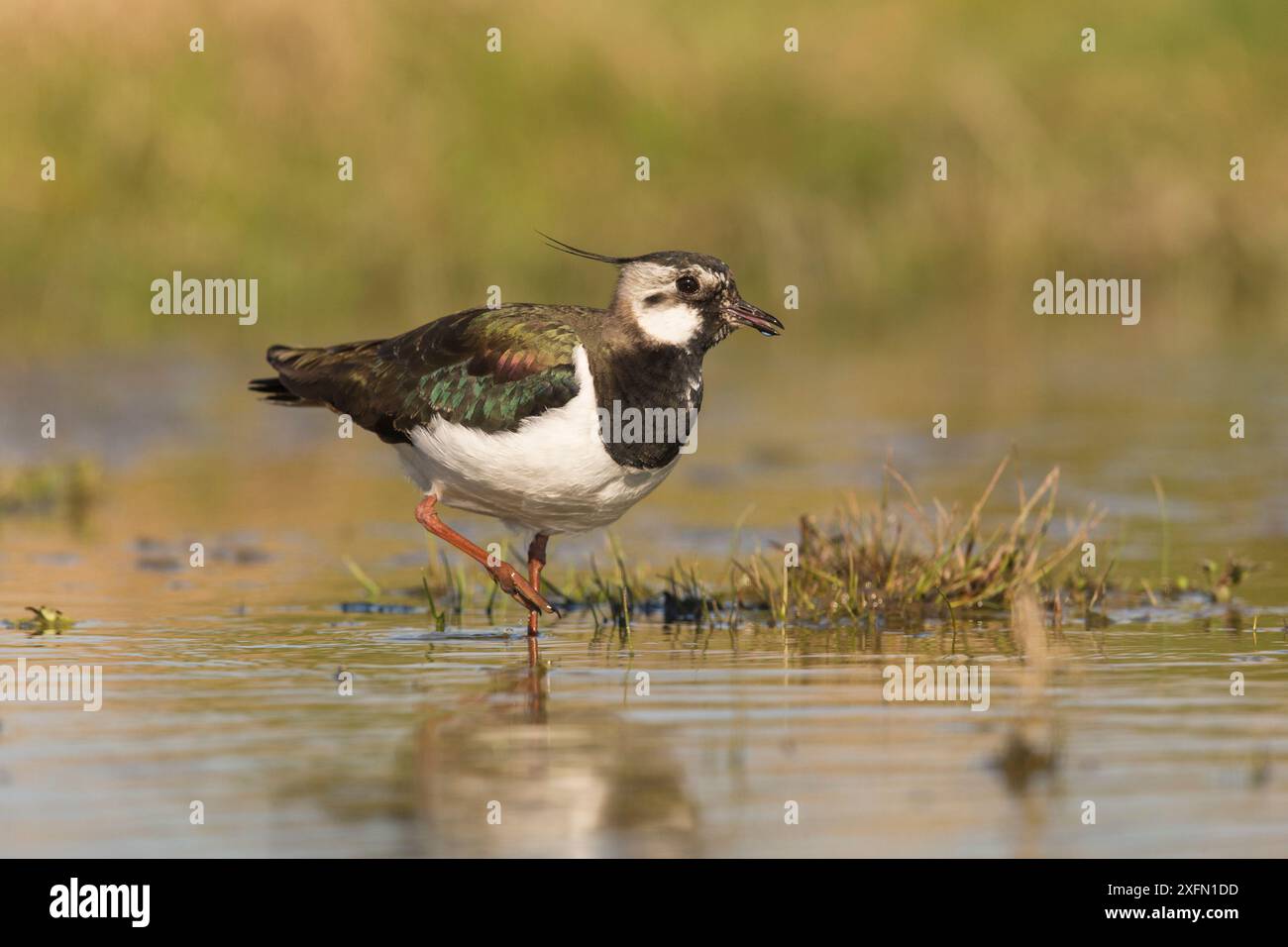 Lapwing (Vanellus vanellus) female wading, St John's Pool Bird Reserve ...