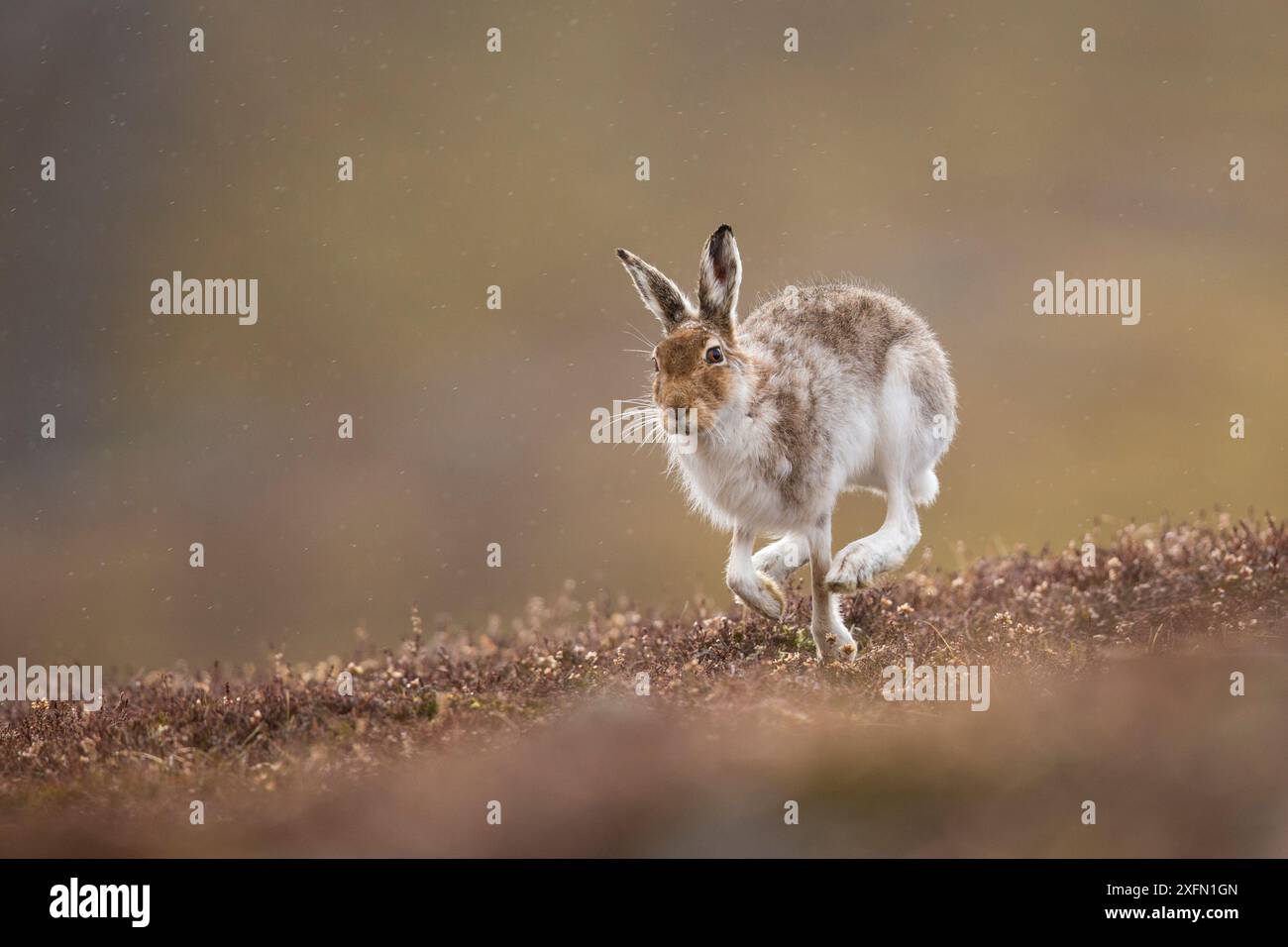 Mountain hare (Lepus timidus) running across heather, Scotland, UK ...