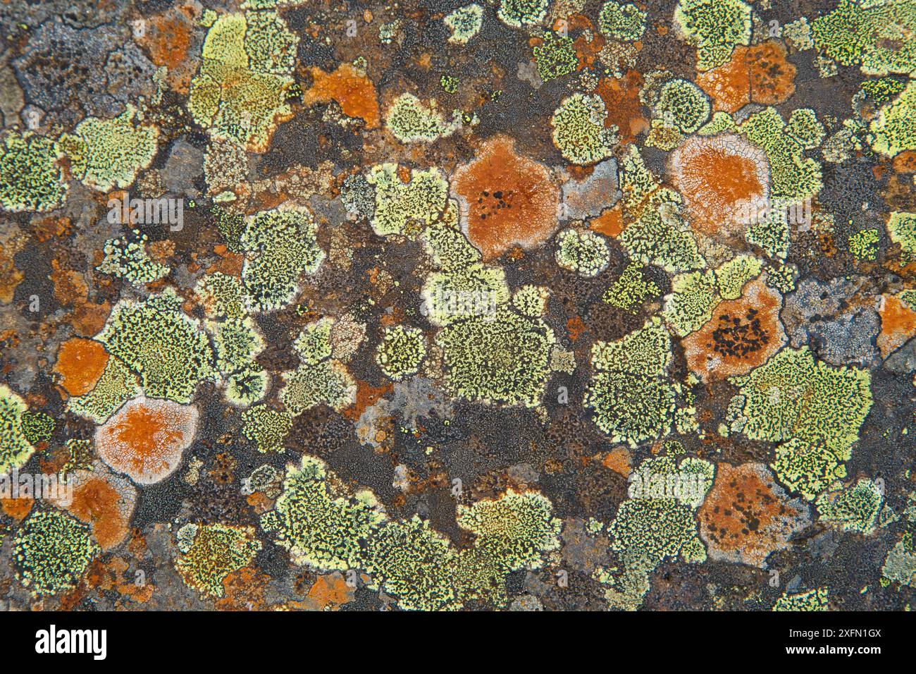 Assorted rocks closeup hi-res stock photography and images - Alamy