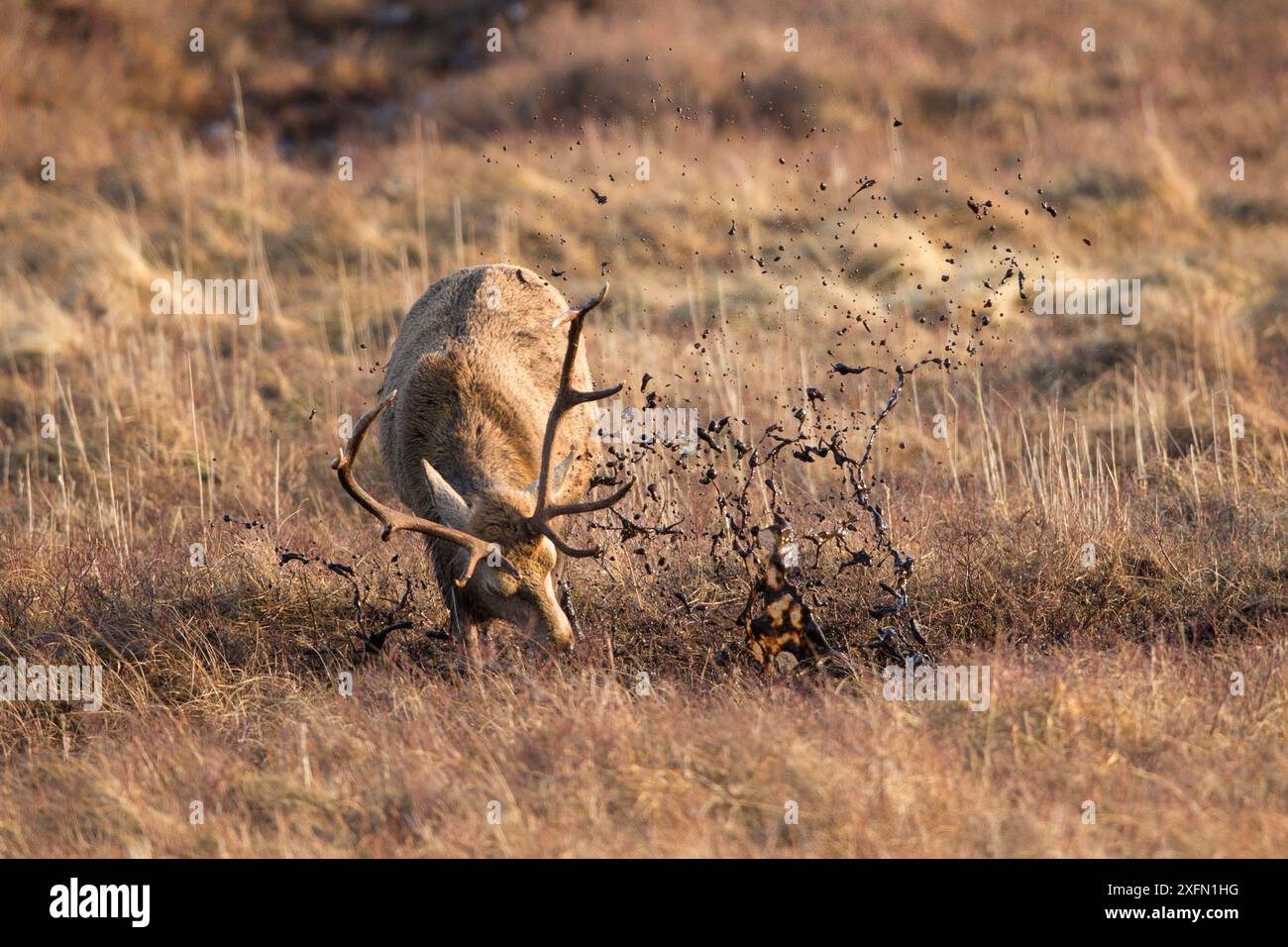 Frontal views create hi-res stock photography and images - Alamy
