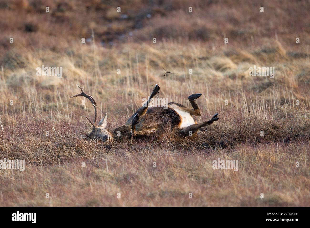 Red deer (Cervus elaphus) stag rolling in mud wallow, Scotland, UK ...