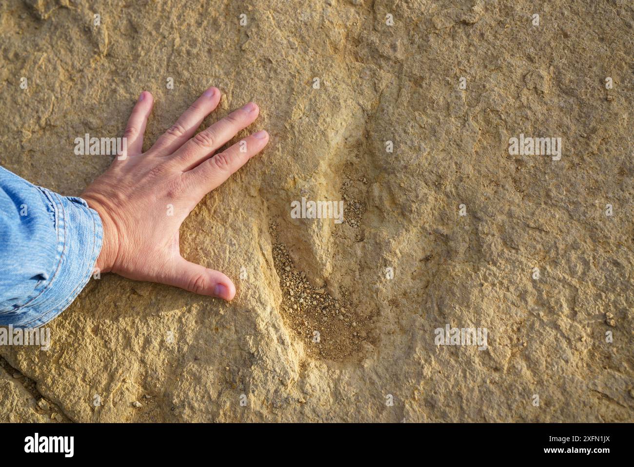 Comparison between a human hand and a Fossil track or Ichnite ...