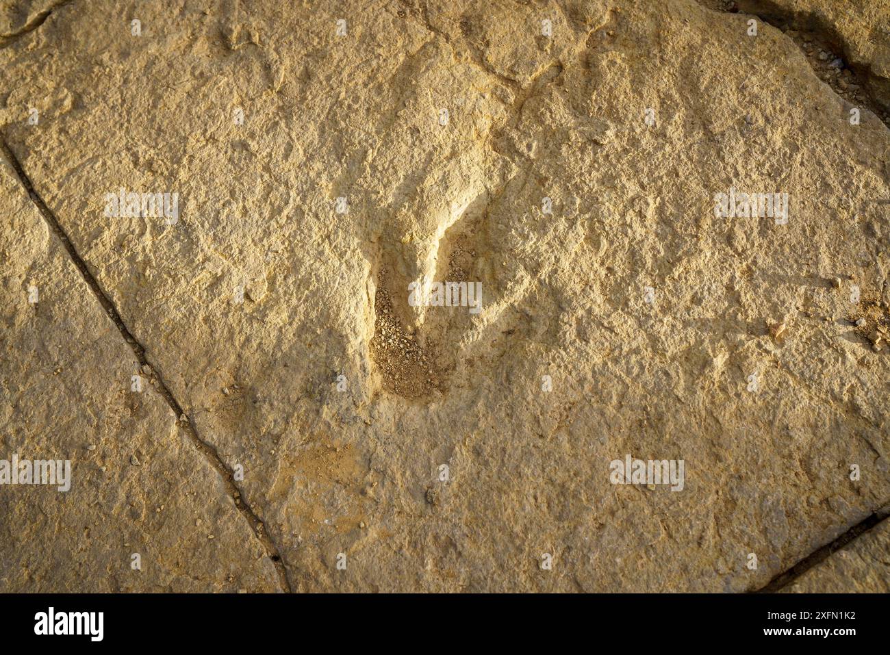 Close fossil hi-res stock photography and images - Alamy