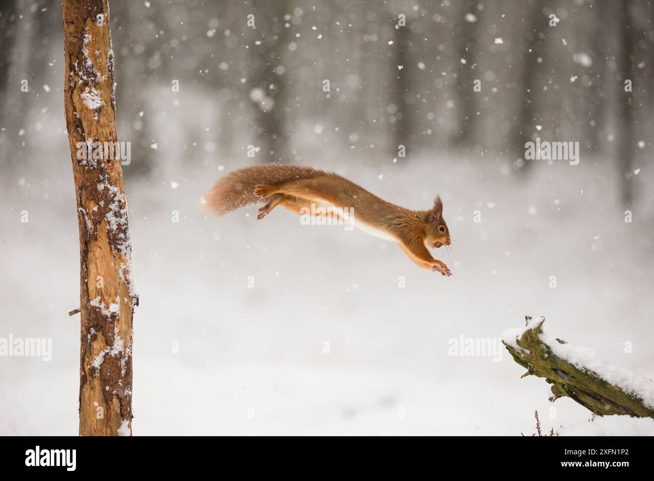 Red squirrel (Sciurus vulgaris) jumping with nut in mouth in falling ...