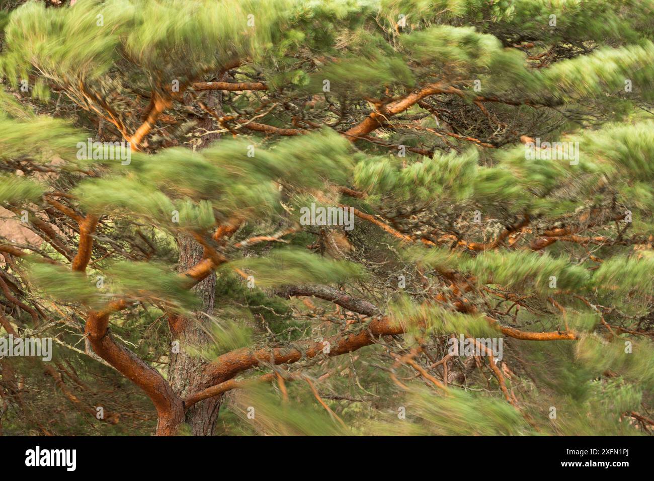 Scots Pine (Pinus sylvestris) branches blowing in wind, Scotland, UK ...