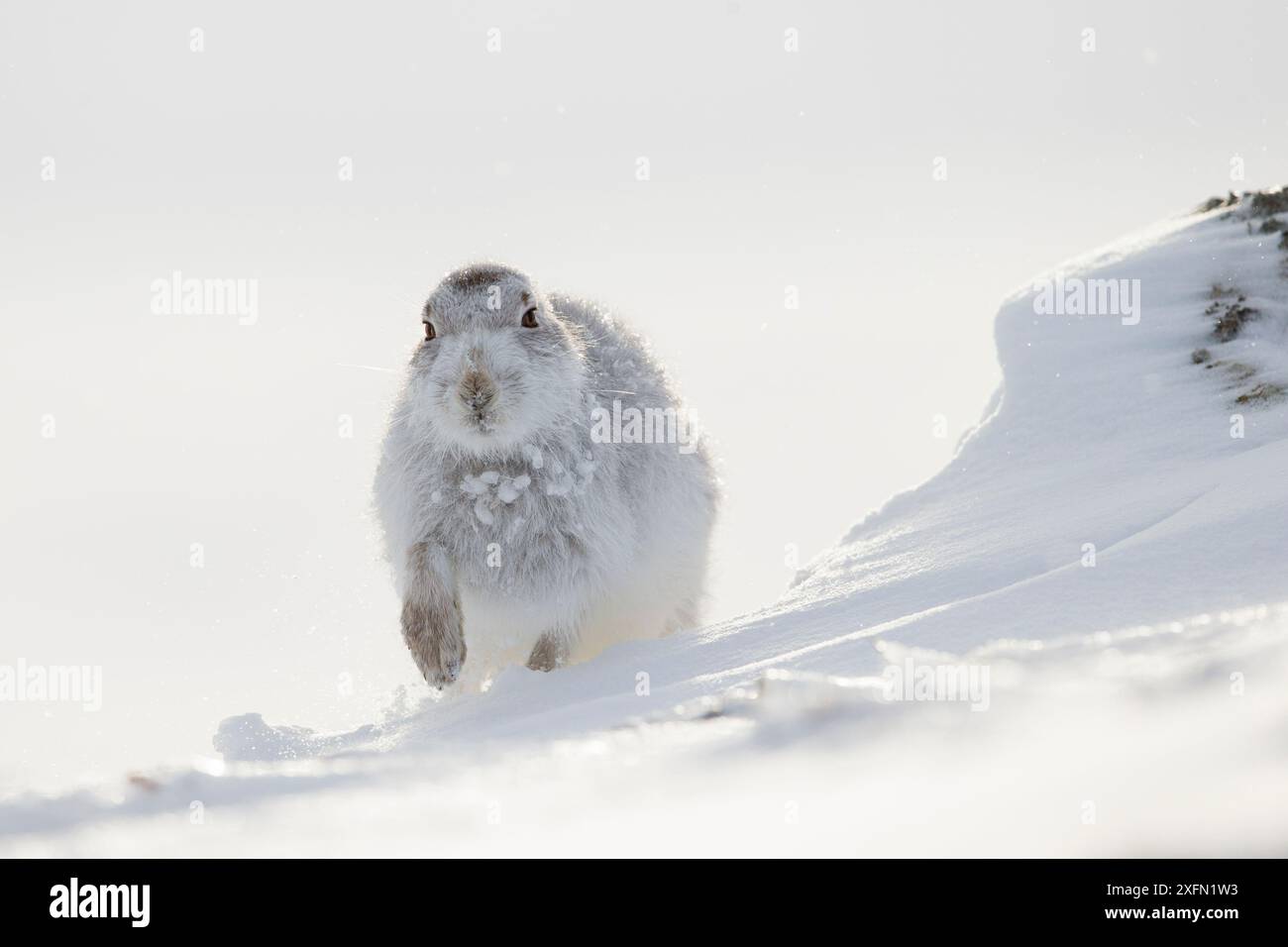 Mountain hare (Lepus timidus) foraging for food in snow, Scotland, UK ...