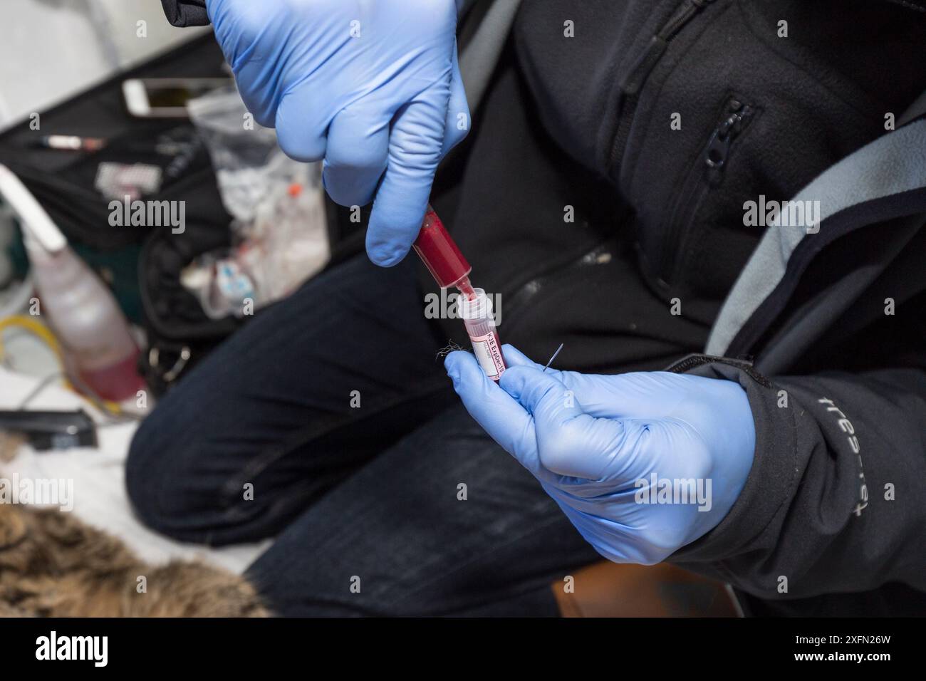 Vertebrate blood sample hi-res stock photography and images - Alamy