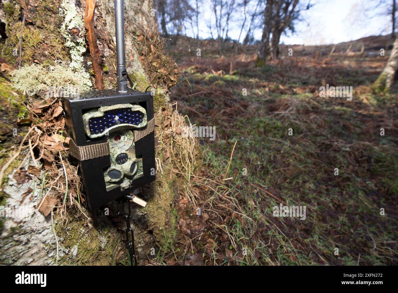 GPRS camera trap at base of tree. Emails surveillance photographs of ...