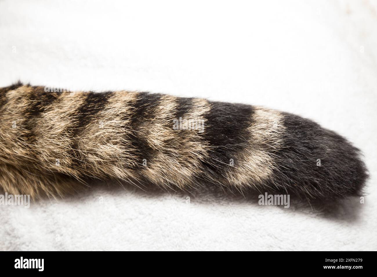Scottish wildcat (Felis silvestris grampia) male, view of tail for ...