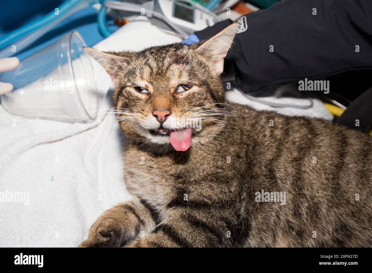 Scottish wildcat (Felis silvestris grampia) male, face view for pelage ...