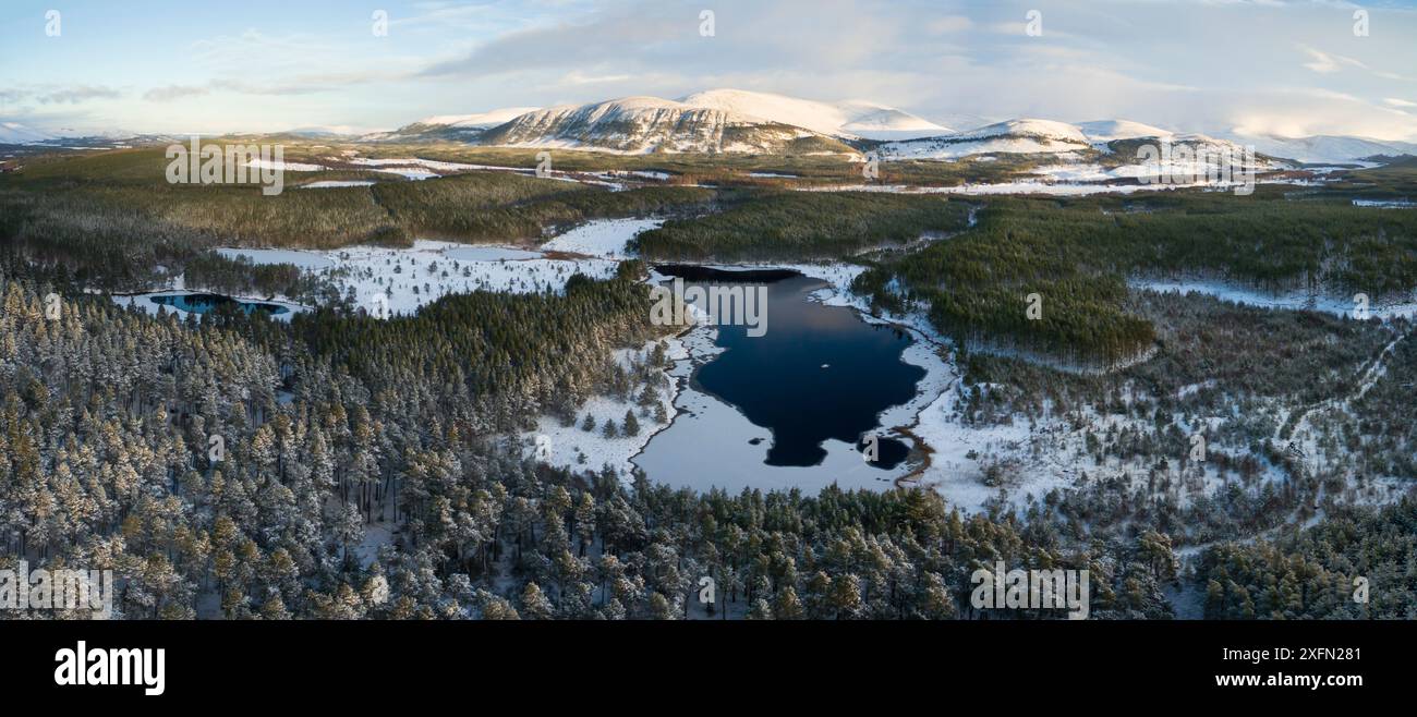 Aerial view over Uath Lochans and Scots pine (Pinus sylvestris) forest ...