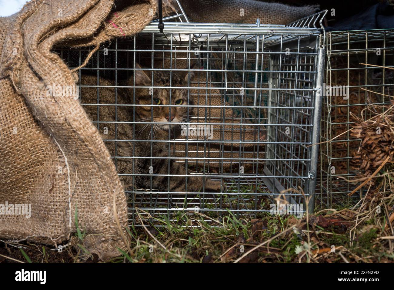 Scottish wildcat (Felis silvestris grampia) caught inside spring trap ...
