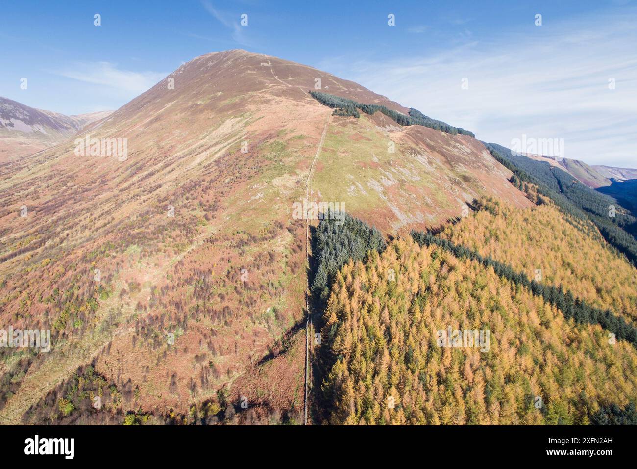 Forest regeneration in Carrifran. Trees planted to reverse ...