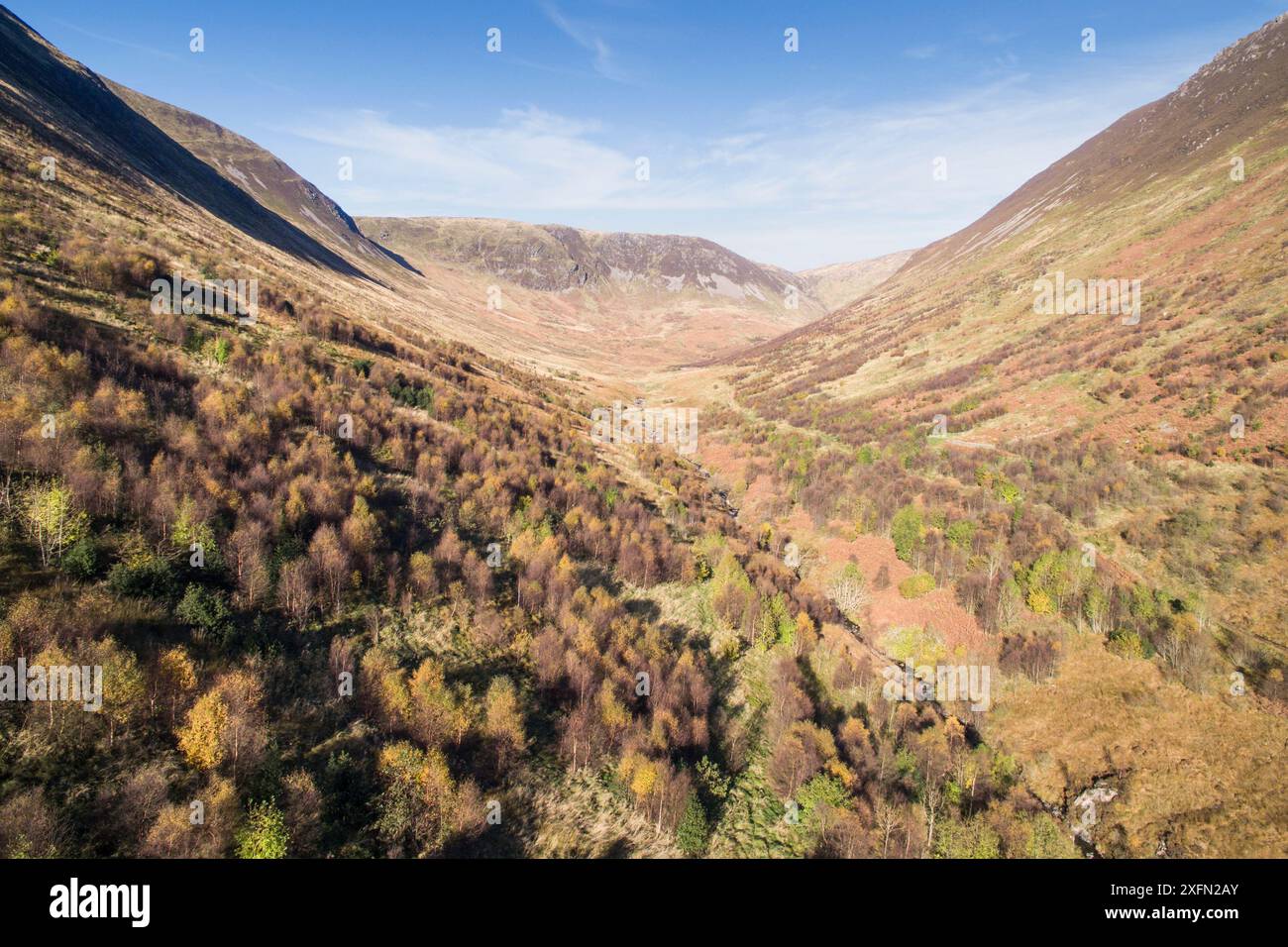 Forest regeneration in Carrifran, a 1600 acre ice carved valley. Part ...